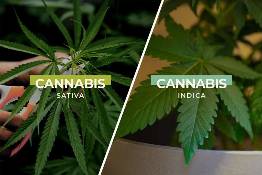 Differences between Indica and Sativa Cannabis | Maria CBD Oil
